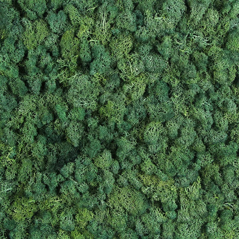 New Style Fashion Dark Green Natural Artificial Stabilized Dried Moss ...