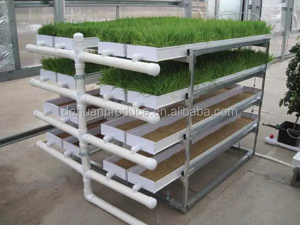Barley Sprouting Feed Processing Machines - Hydroponic Fodder System by ...