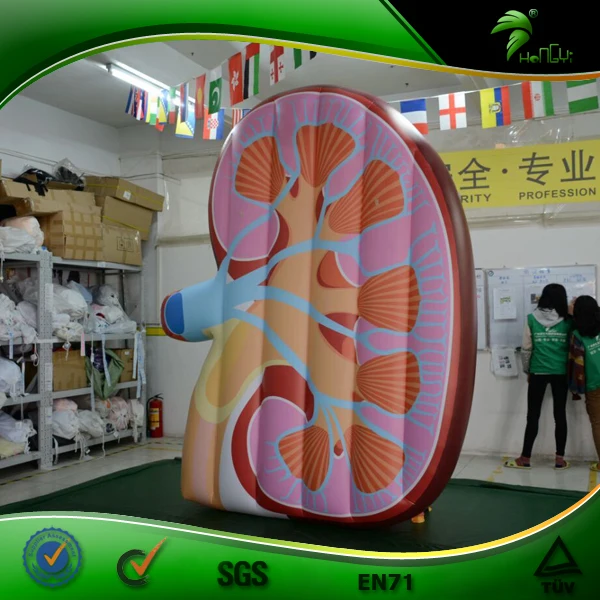 Inflatable Heart Liver Spleen Lung Kidney Balloons