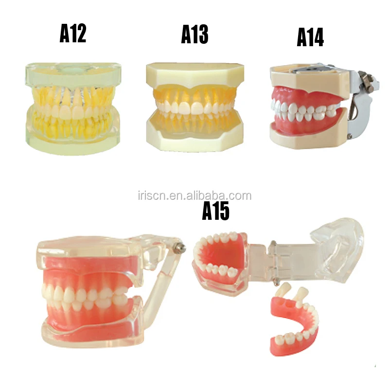 Dental Model Teeth Typodont Occluder With Articulator - Buy Plastic ...