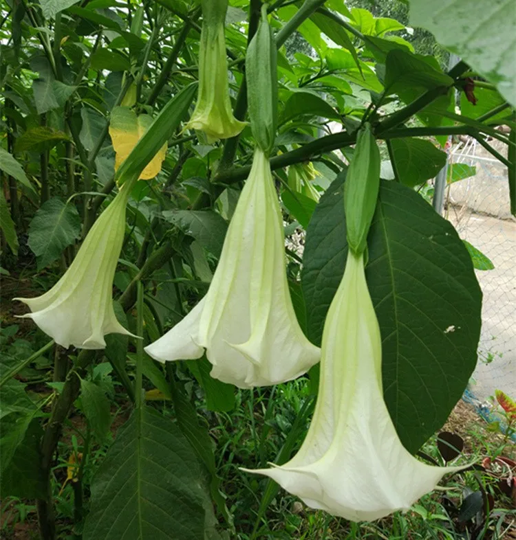 069 Man Tuo Luo Hua Hot Sale Natural Datura Stramonium For Sale - Buy ...