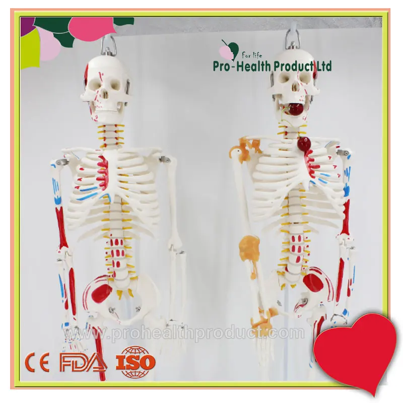 Anatomical Skeleton Model - 3D Plastic Skeleton for Medical Science