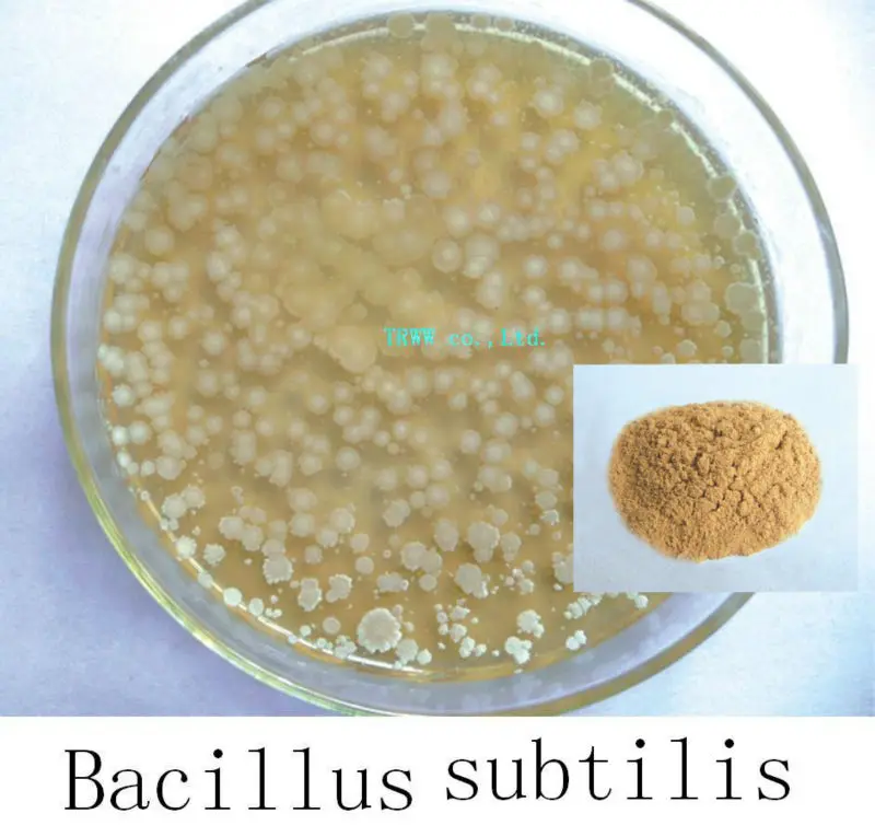 Animal Probiotics Feed Additive Bacillus Subtilis - Buy Livestock And ...