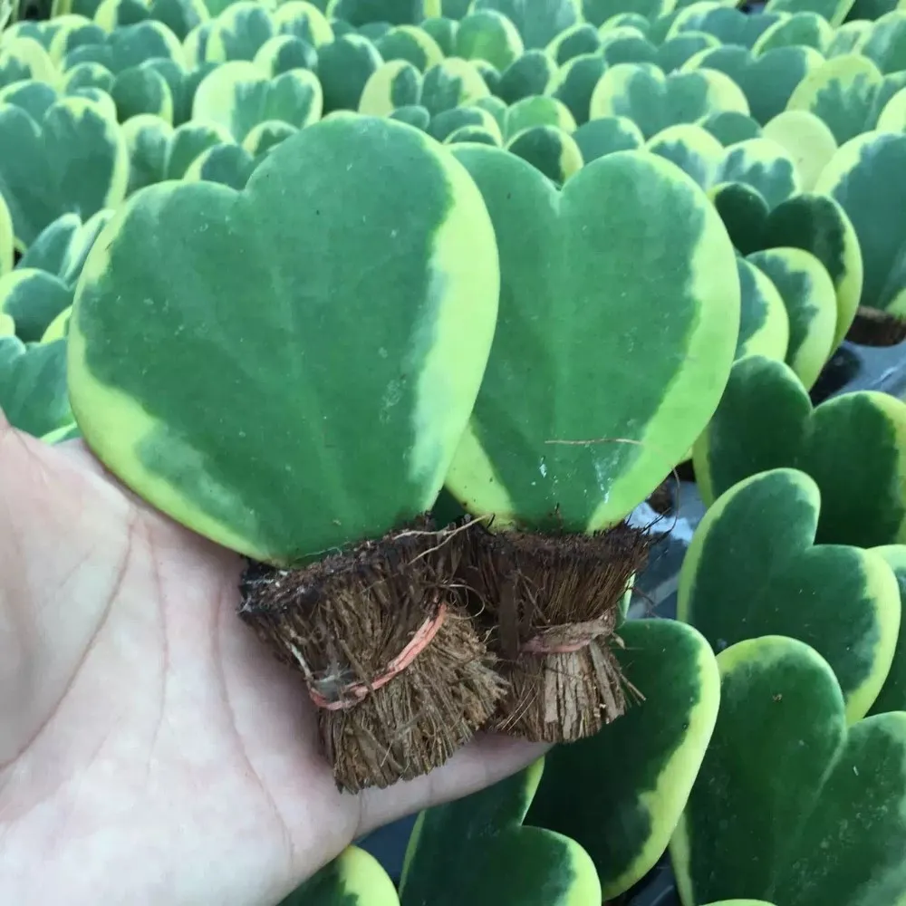 Gree And Golden Hoya Kerri - Buy Golden Hoya Kerri,Golden Hoya Kerri ...