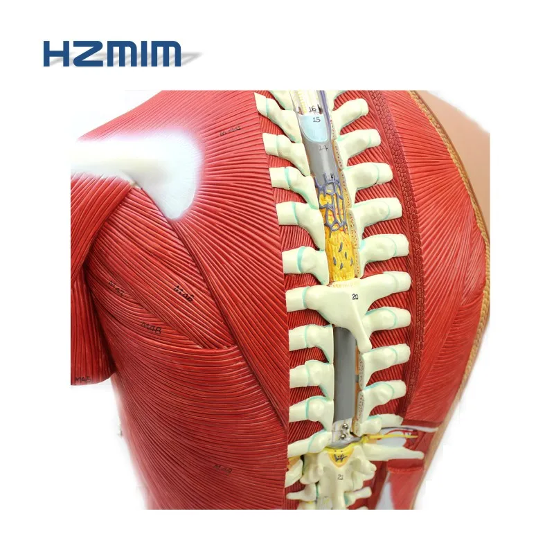 Anatomical Model - Detailed Demonstration for Medical Science