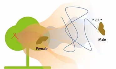 Mating Disruption Dispenser For Cydia Pomonella - Buy Codling Moth ...