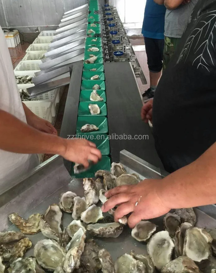 Live Oysters Sorting Machine,Grading Product Line - Buy Live Oysters ...