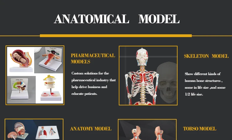 Education Supplies Human Motor Neuron Model - OEM & ODM