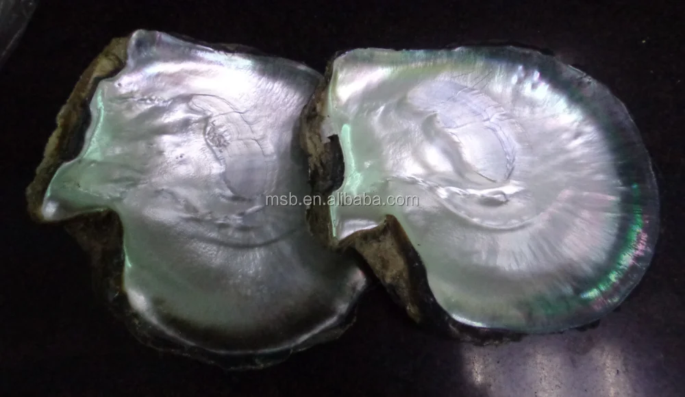 Big Size Raw Natural Black Lip Mother Of Pearl Shell Price In Stock ...
