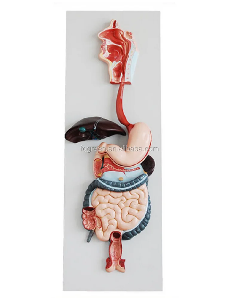 Medical Model Of Human Caecum And Appendix - Buy New Anatomical Model ...