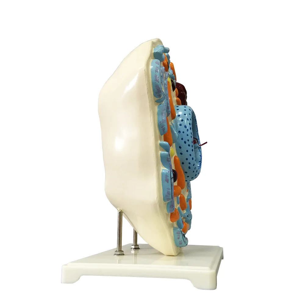 Animal Thin Chest Model Animal Cell Structure Microscopically Magnified ...