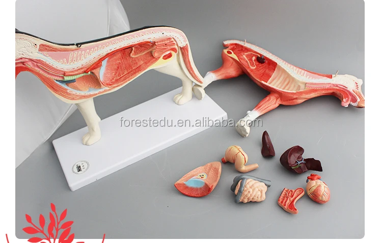 Animal Anatomical Models - Educational Medical Supplies