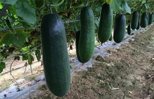 Big Long Black Skin Wax Gourd Seeds Hybrid F1 - Buy Black Wax Gourd ...