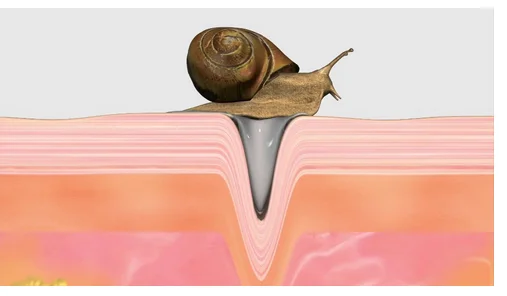 Hot Sale Natural Pure Snail Extract Powder For Skin Care - Buy Snail ...