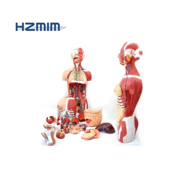 Human Half Body Manikin with Internal Organs for CPR Training ...