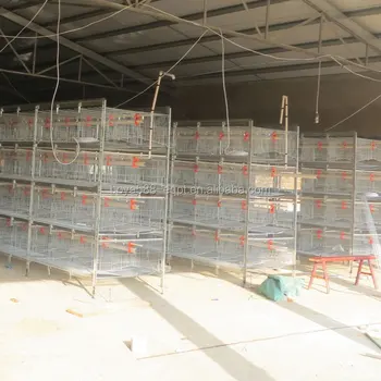 Enriched Colony Cage System For Laying Hens - Buy Enriched Colony ...