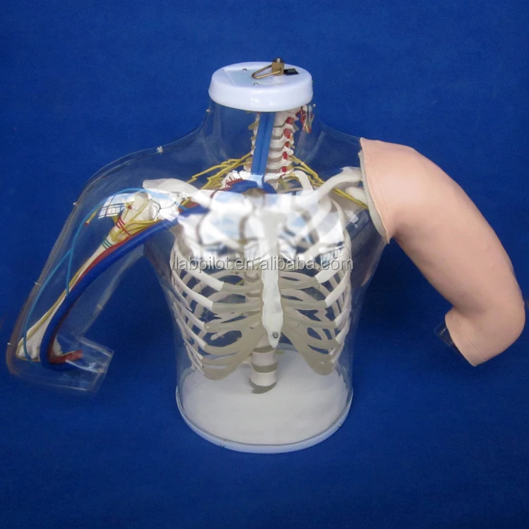 Transparent Im Injection Teaching Torso And Contrast Training Arm Model ...