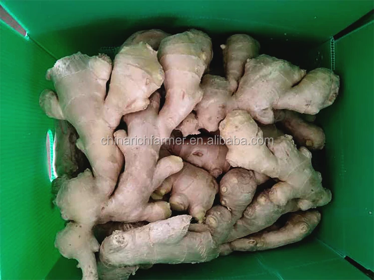 Chinese Fresh Organic Dried Ginger Root 10kg Box For Peru - Buy Dried ...