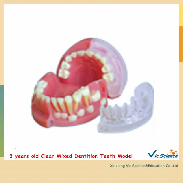 3 Years Old Clear Mixed Dentition Teeth Model - Buy Clear Mixed ...