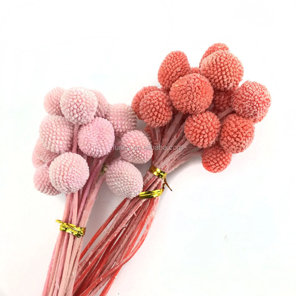 Billy Buttons Dried - Preserved Golden Ball Flowers