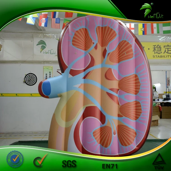 Inflatable Heart Liver Spleen Lung Kidney Balloons