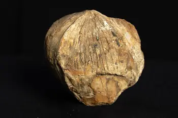 Fossil Whole Coconut - Buy Fossil Whole Coconut Product on Alibaba.com