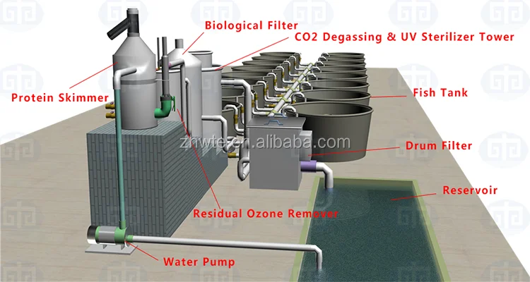 Layout Design Recirculating Aquaculture System For Tilapia - Buy Layout ...