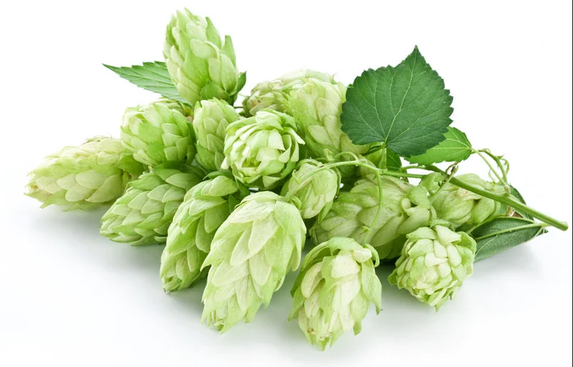 Xanthohumol Powder Cas 6754-58-1 Organic Xanthohumol Hops Extract - Buy ...