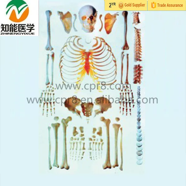 180cm Medical Anatomical Human Skeleton Scattered Bones Model - Buy ...