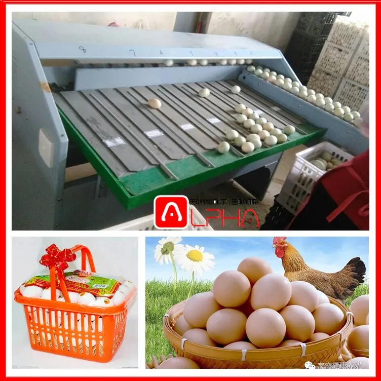 Small Automatic Egg Grader Sorter Grading Machine For Sale - Buy Egg ...