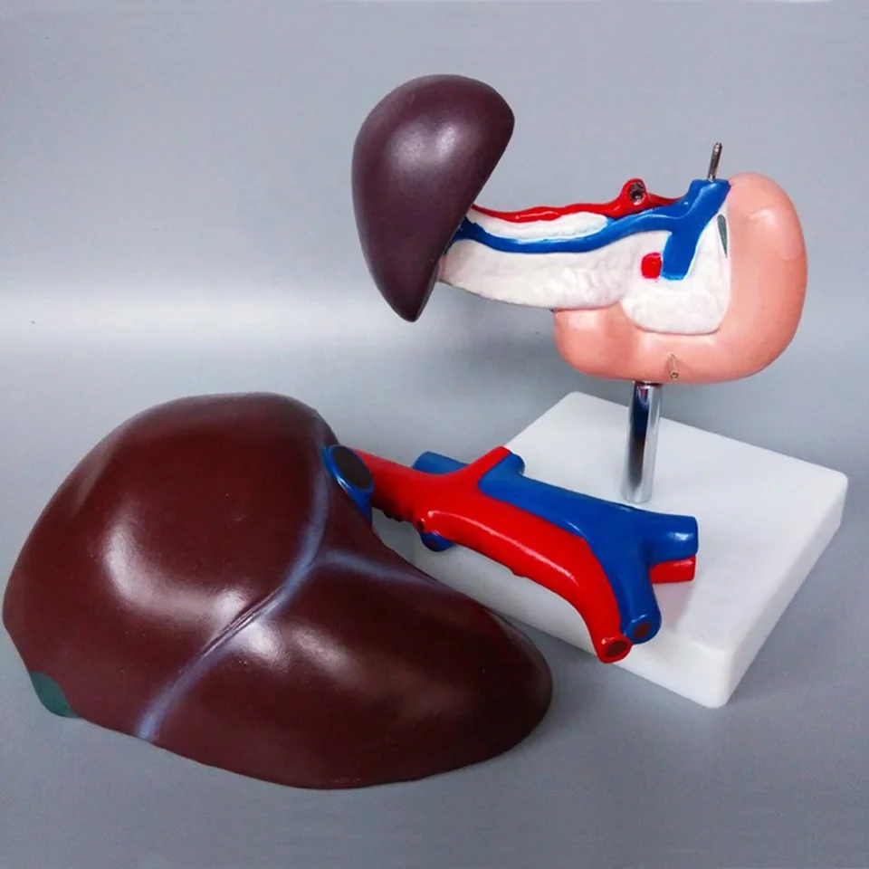 High Quality Liver,Pancreas,Duodenum Model Manufacturers Catalog Human ...