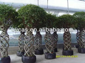 Ficus Benjamina,Bottle Shape - Buy Benjamina Bottle Shape,Ficus ...