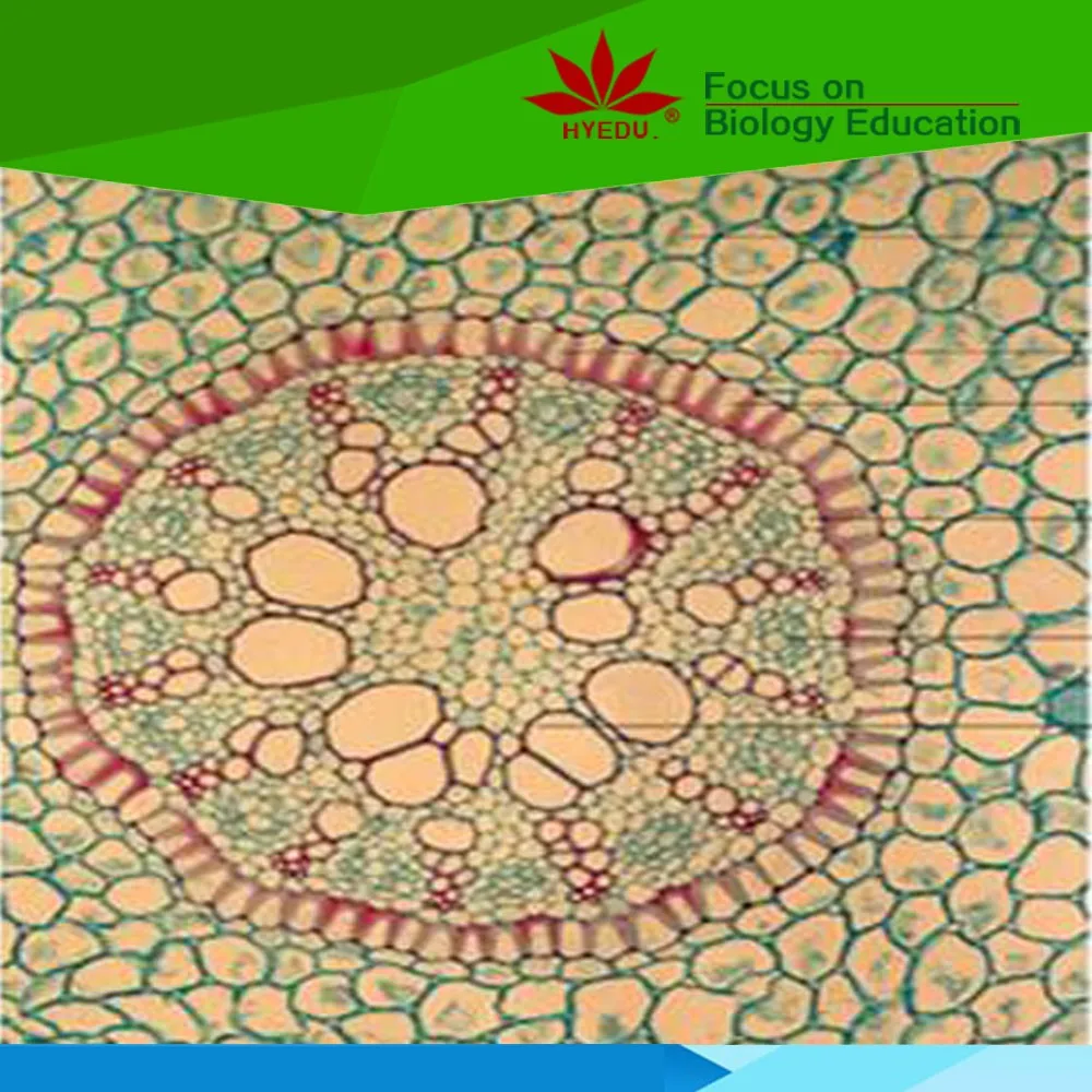 179pcs Botany Plant Tissue Microscope Slides - Direct Factory