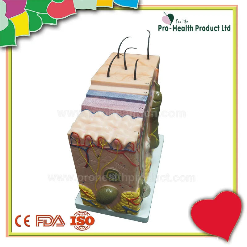 50 Times Amplified Human Skin Anatomical Model for Teaching