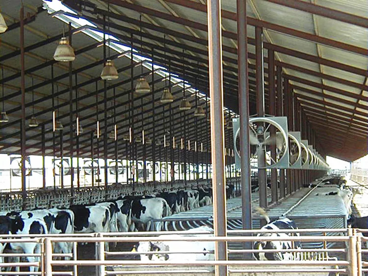 Cowshed Cattle Farm Dairy Farm Hanging Ventilation Exhaust Fans