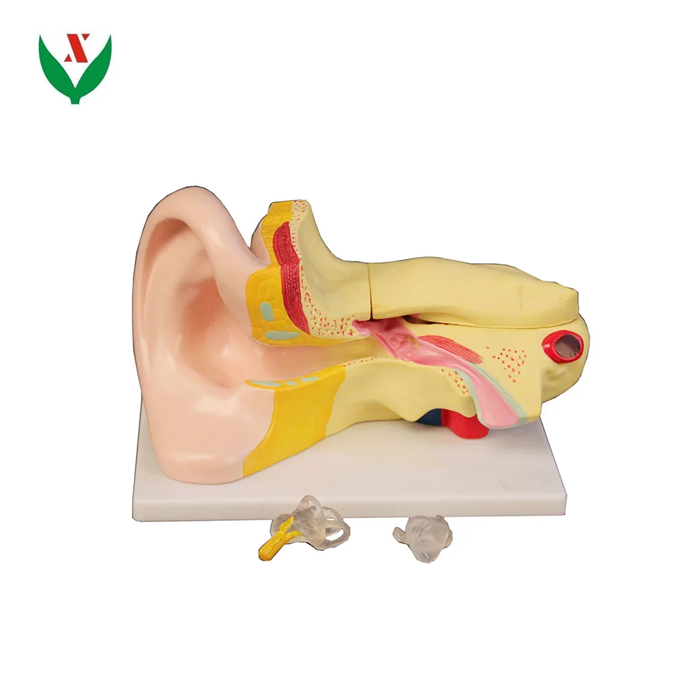 Human Ear Model 5 Times Enlarged 4 Dimensional Model With 3 Parts ...