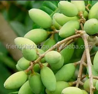 Chinese White Olive Fruit Small Tree - Buy Chinese Olive Tree,Olive ...