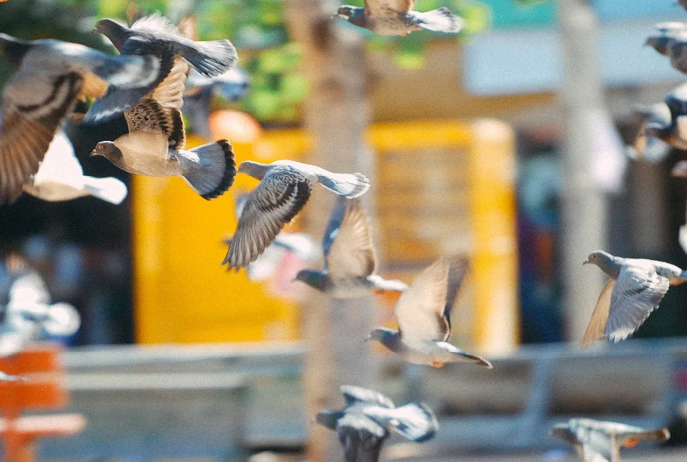 Rfid Pigeon Ring Microchip With Chip Timing For Races - Buy Rfid Pigeon ...