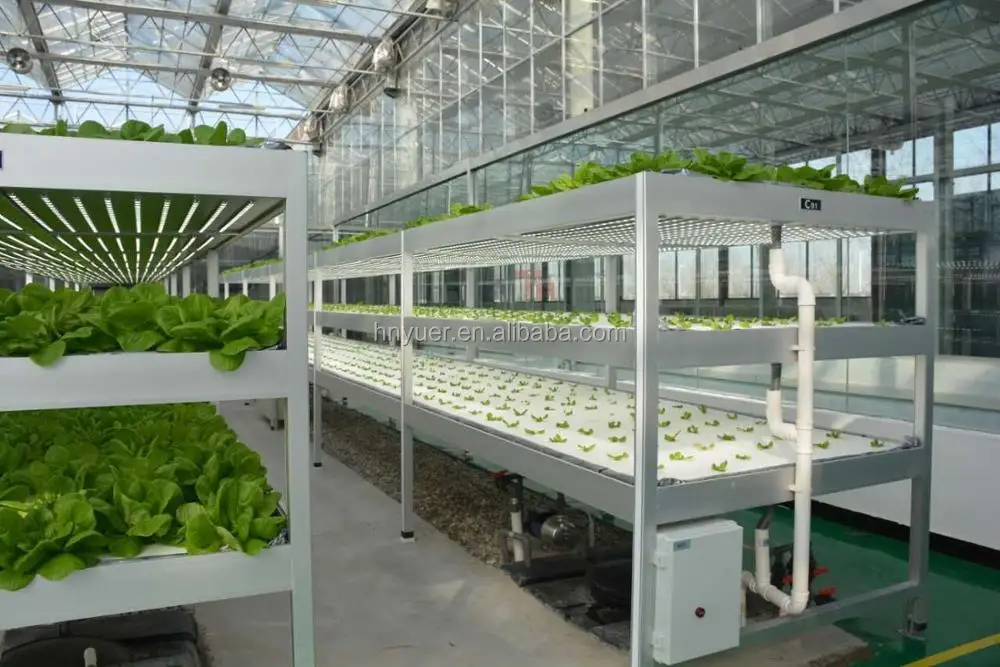 Multi-layer Vertical Hydroponic Growing Greenhouse Systems In Saudi ...