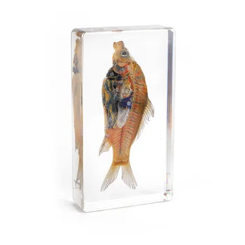 Clear Acrylic Embedded Fish Dissection Specimen For Biological Teaching ...