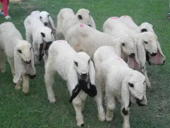 Rare Kajla Sheep - Buy Sheep Product on Alibaba.com