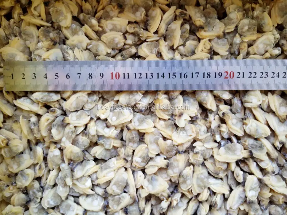 Small Size Yellow Clam Meat With Competitive Price - Buy Yellow Clam ...