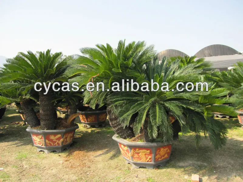Cycas Revoluta,Big Bonsai - Buy Cycas Revoluta,Cycad Revoluta,Bonsai ...