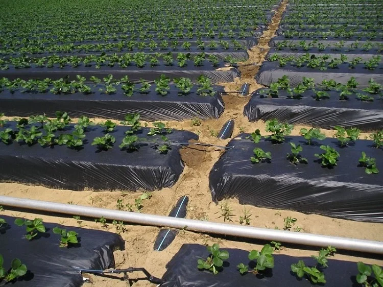 Heat Reflective Plastic Agricultural Mulch Film - Buy Mulch Film,Heat ...