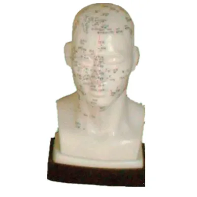High Quality Chinese Acupuncture Head Acupoint Teaching Model 20cm ...