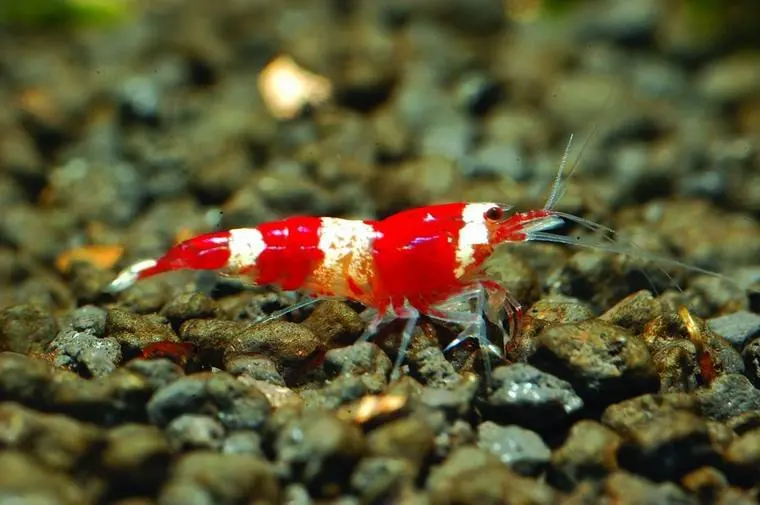 Bee shrimp - Alchetron, The Free Social Encyclopedia