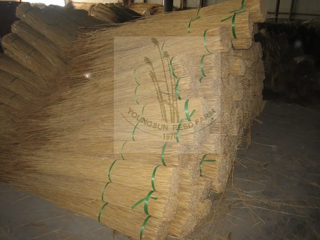 Water Reed - Durable, Golden Thatching Solutions