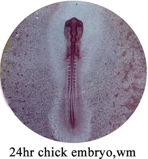 25 kinds chicken embryo microscope prepared slides| Alibaba.com