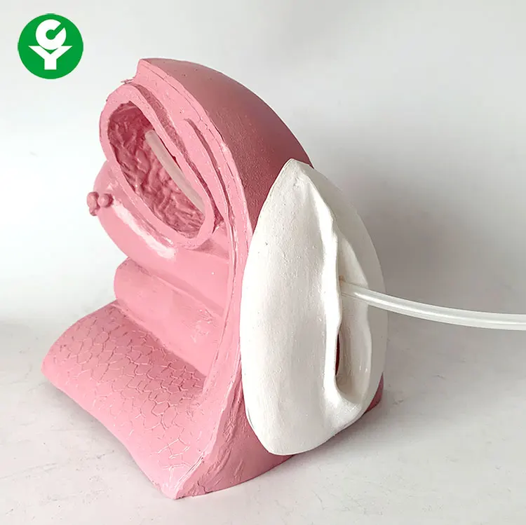 Female Urethral Catheterization Model - Buy Catheterization Model ...