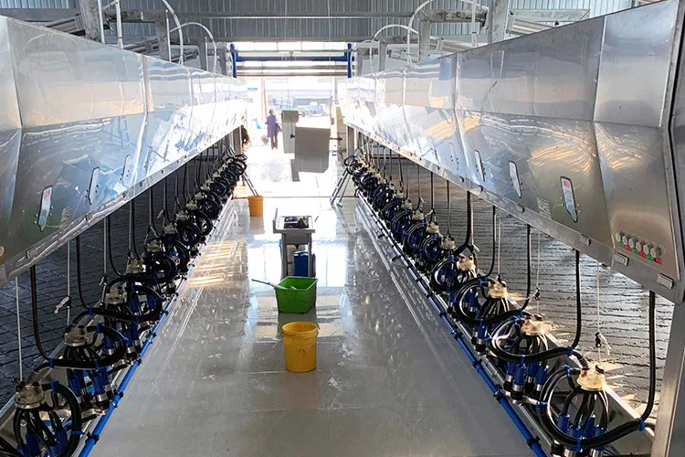 Parallel Cow Automatic Milking Parlor - High Efficiency